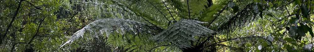 Learn Māori | Te Reo Māori Courses and Lessons | Reo Māori Mai