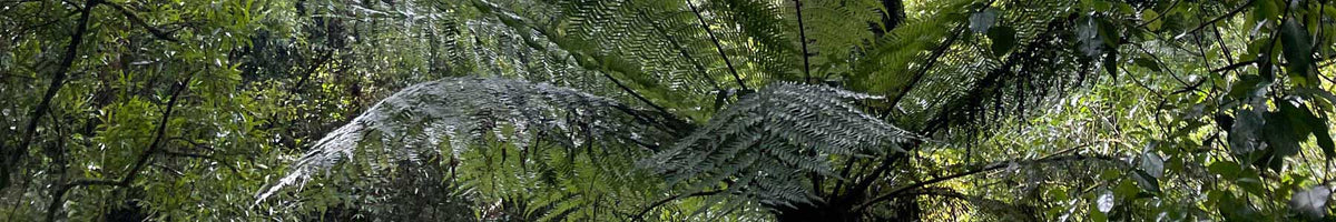 Learn Māori | Te Reo Māori Courses and Lessons | Reo Māori Mai