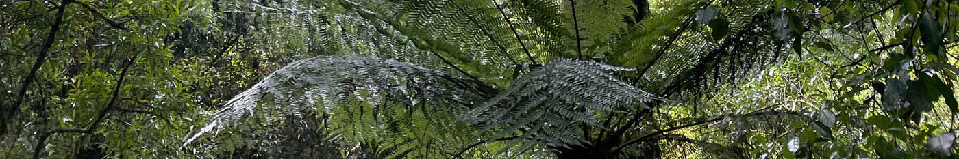 Learn Māori | Te Reo Māori Courses and Lessons | Reo Māori Mai